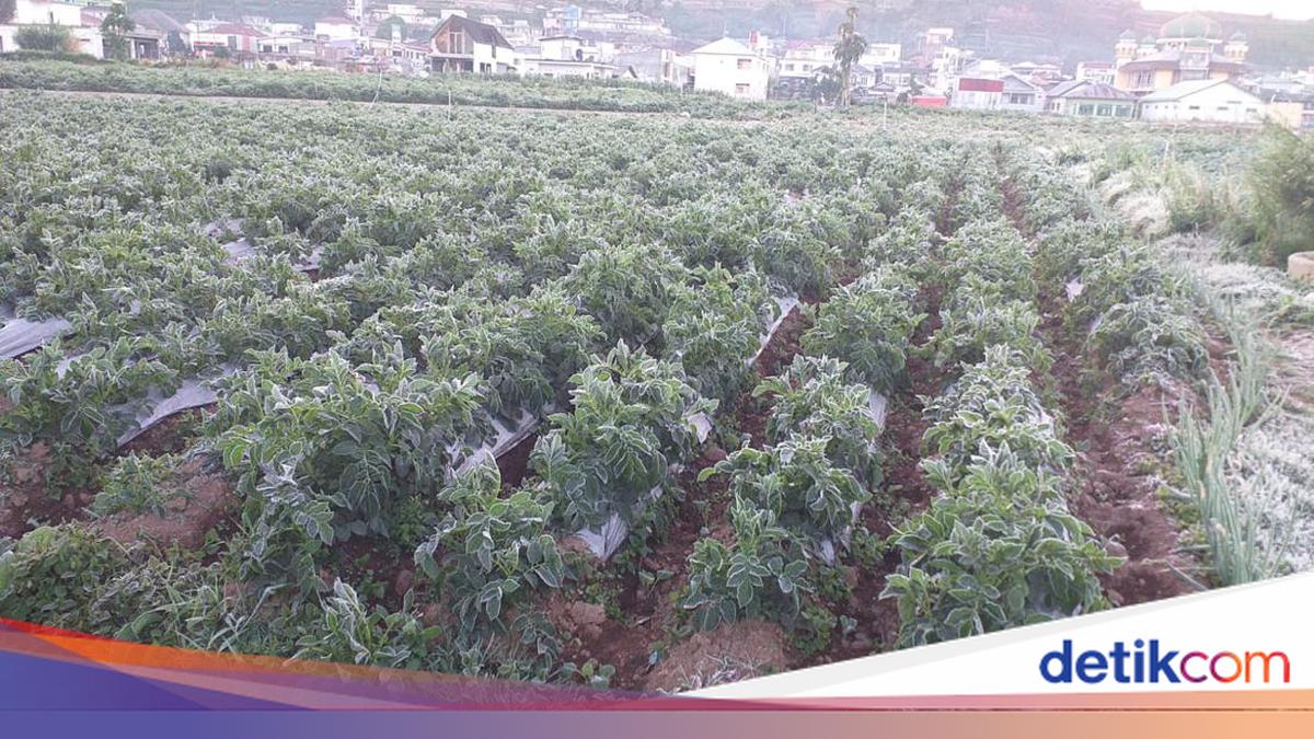 Embun Es Dieng Meluas, Tanaman Kentang Layu-Petani Hadapi Dilema