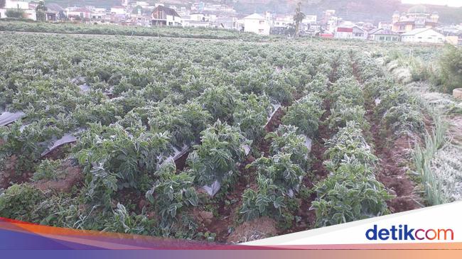 Embun Es Dieng Meluas, Tanaman Kentang Layu-Petani Hadapi Dilema