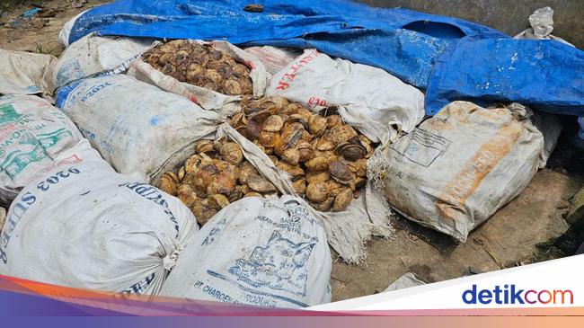 Harga Rendah Karet di Sumut Susahkan Petani, Disbun Singgung Kemitraan