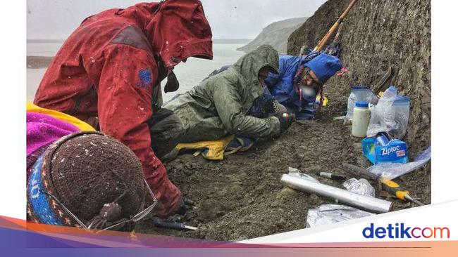 Tikus Purba Ditemukan 'Selamat' dari Dinginnya Kutub Utara di Zaman ...