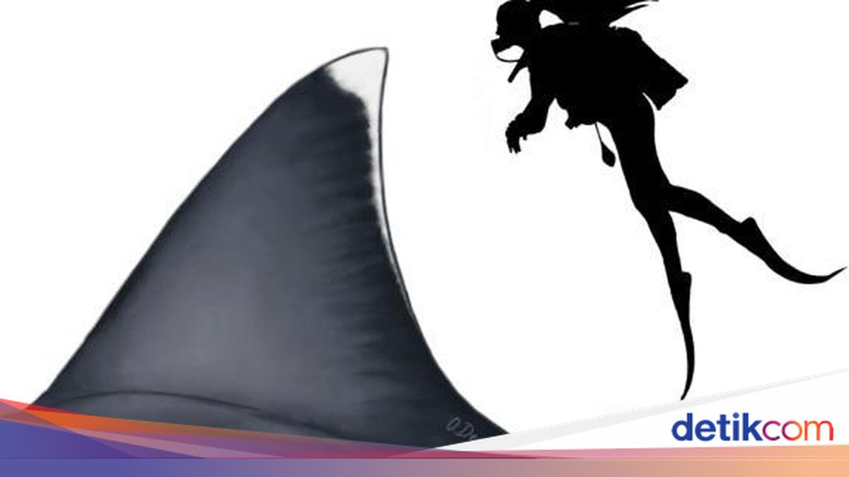 Ukuran Asli Hiu Megalodon, Siripnya Saja Sebesar Manusia Dewasa