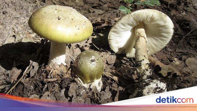 Jenis Jamur Paling Beracun, Nggak Sengaja Makan Bisa Bikin Tewas Mendadak