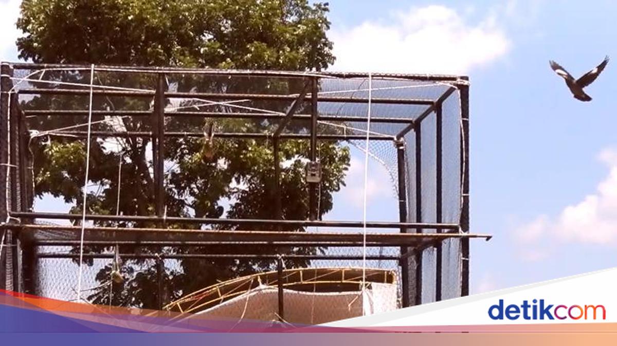 Sambut HUT RI, BKSDA Sumsel Lepasliarkan 78 Ekor Burung Penyebar Biji