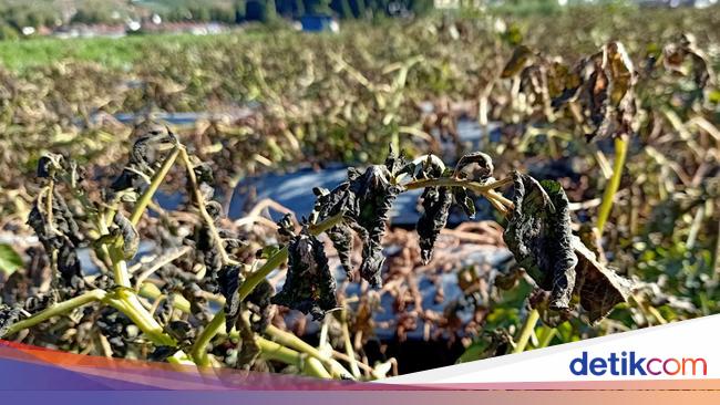 Meluas, 6 Hektare Tanaman Kentang Dieng Gagal Panen Terdampak Embun Es