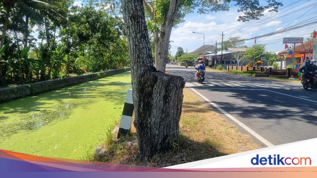 Air Sungai Winongo Kecil di Samas Bantul Berubah Jadi Hijau Pekat