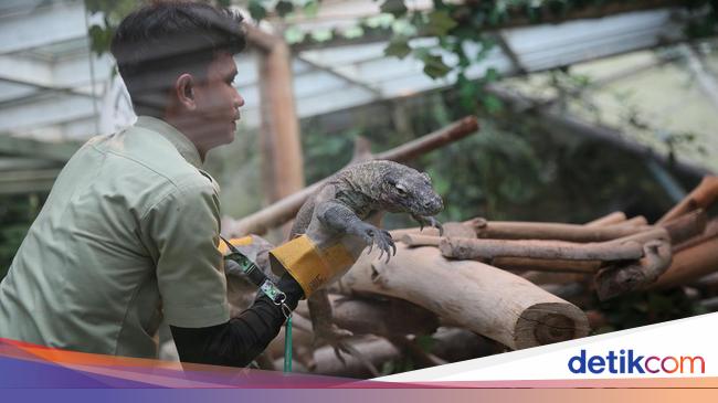 Taman Safari Melepasliarkan 6 Komodo ke NTT