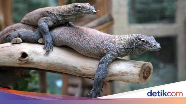 Momen TSI Lepasliarkan 6 Ekor Komodo Hasil Pengembanganbiakan