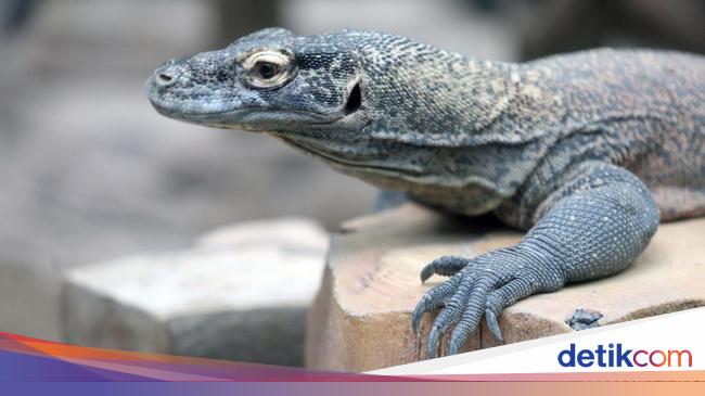 Penyebab Komodo Serang Warlok