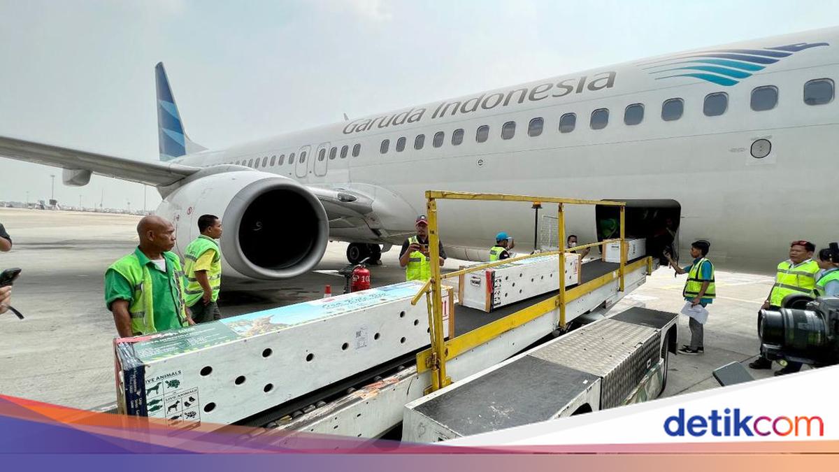 Garuda Indonesia Tambah hingga 100 Armada di 2025, Merugi di 2024