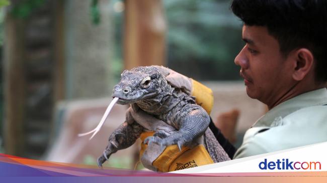 Igit Siswangki, Keeper TSI yang Tiga Kali Digigit Komodo