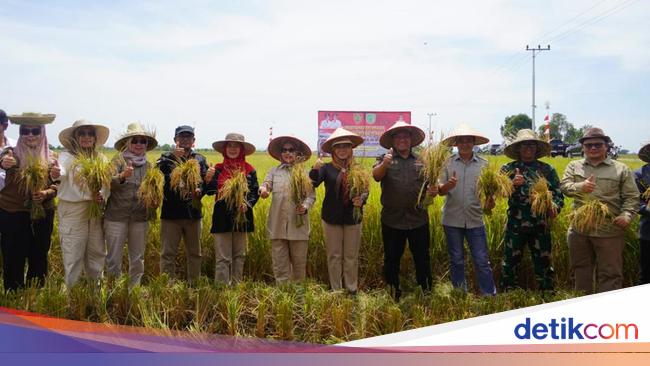 Wagub Kalteng Panen Perdana Padi Varietas IR 42/PB-42 di Pulau Pisang