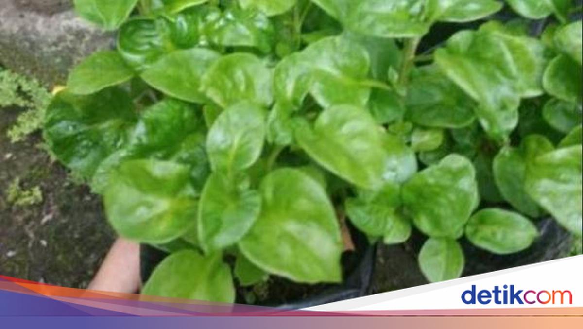 Mengenal Bayam Brazil: Ciri, Manfaat, dan Menu Olahannya