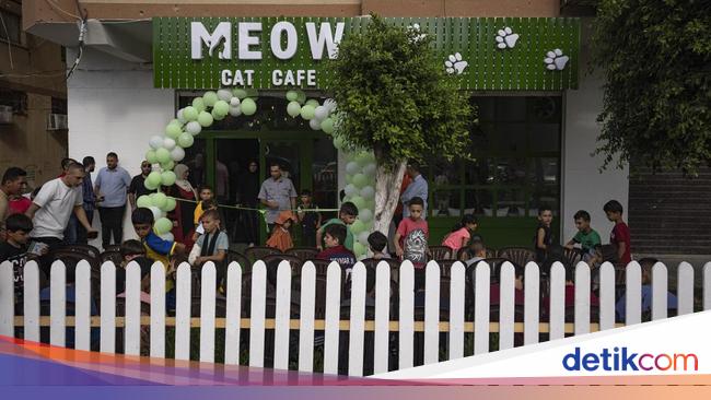 Potret Kafe Kucing Pertama di Jalur Gaza, Bantu Warga Melepas Penat