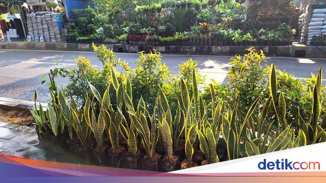 Bisa Jadi 'Air Purifier' Alami, Tanaman Lidah Mertua Mendadak Banyak ...