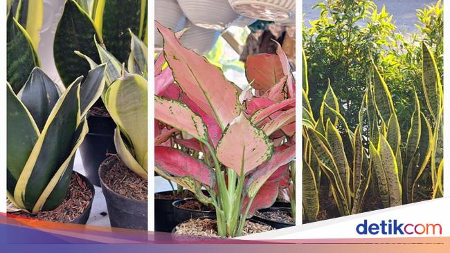 Deretan Tanaman Hias Penangkal Polusi, Diyakini 'Air Purifier' Alami