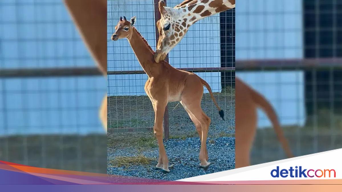 Jerapah Lahir Tanpa Corak, Diklaim Satu-satunya di Dunia