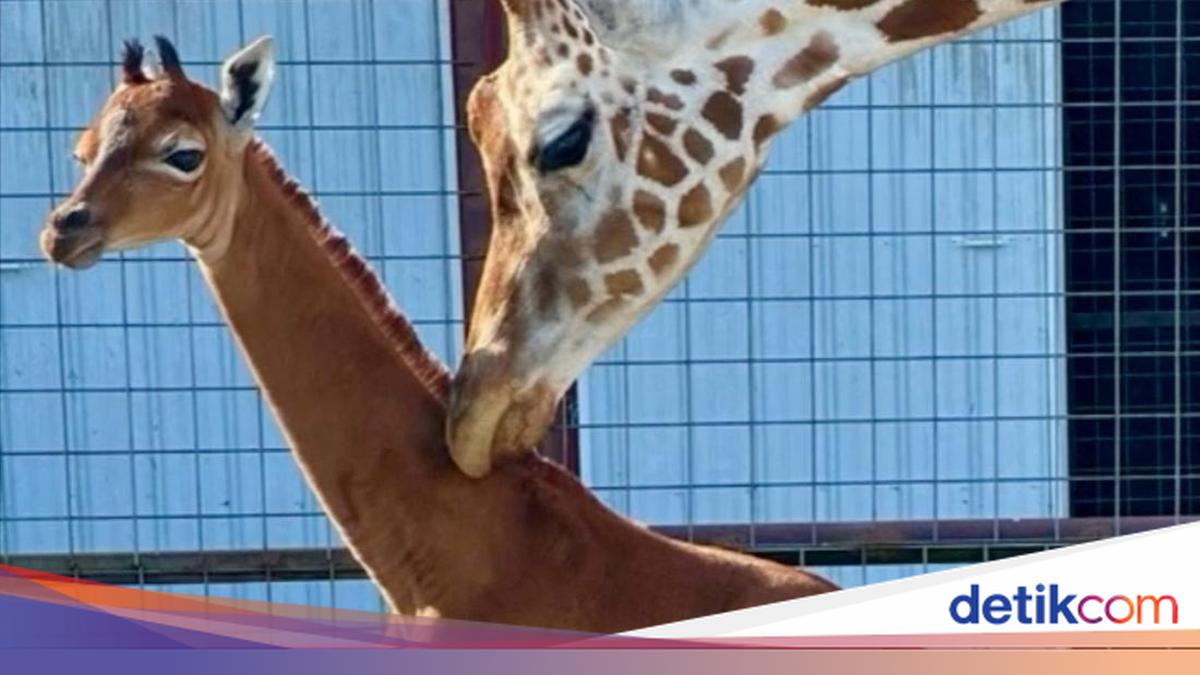 Aneh tapi Nyata, Jerapah Ini Lahir Tanpa Corak