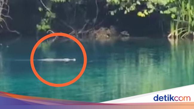 Danau Labuan Cermin yang Cantik Itu Dihantui Penampakan Buaya