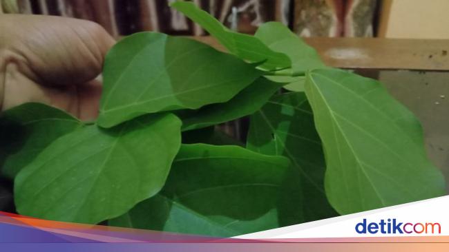 8 Manfaat Daun Dadap untuk Kesehatan, Membantu Meredakan Demam-Bengkak