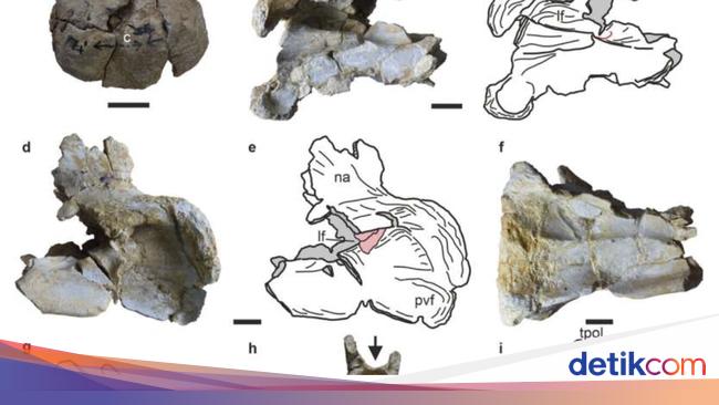 Ditemukan! Fosil Sauropoda Pertama di India, Tertua di Dunia
