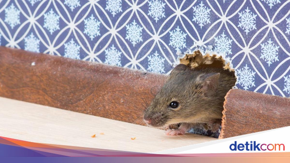 Awas! Ini Tanda-tanda Ada Tikus di Rumah dan Cara Mengatasinya