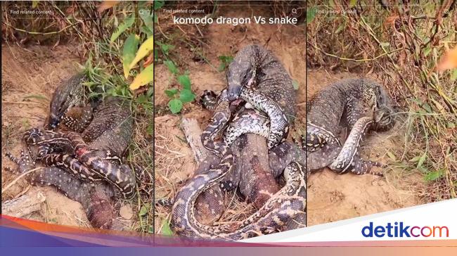 Viral Video Duel Komodo Vs Ular Piton, Siapa yang Menang?