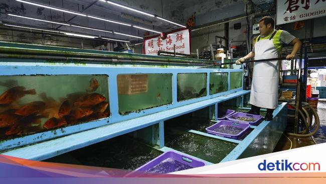 Protes Limbah, Hong Kong Terapkan Larangan Impor Makanan Laut Jepang Protes Limbah, Hong Kong Terapkan Larangan Impor Makanan Laut Jepang