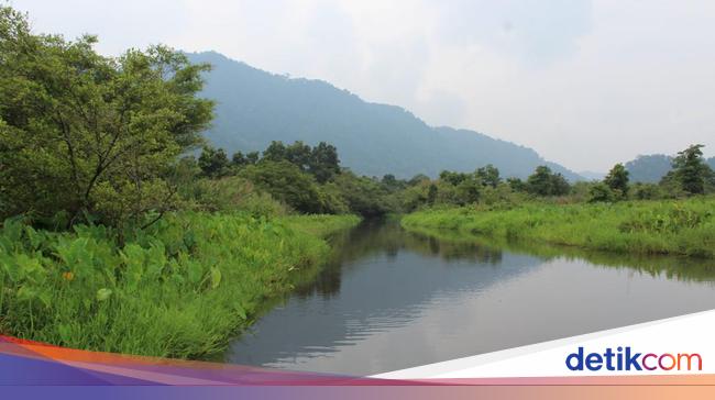Inilah Rawa Danau, Rawa Purba Pemasok Air Baku Wilayah Industri di Banten