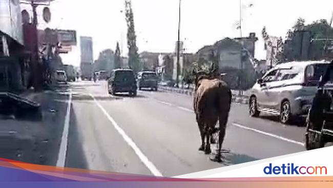 Heboh Sapi Lepas-Jalan Santuy di Jalur Utama Jogja-Solo Heboh Sapi Lepas-Jalan Santuy di Jalur Utama Jogja-Solo