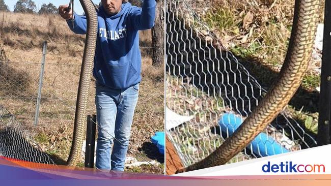 Penemuan Ular Raksasa Berbisa Bikin Shock Pawang