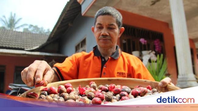 Harganya Menggiurkan, Petani Cengkih Beralih Tanam Pala Harganya Menggiurkan, Petani Cengkih Beralih Tanam Pala