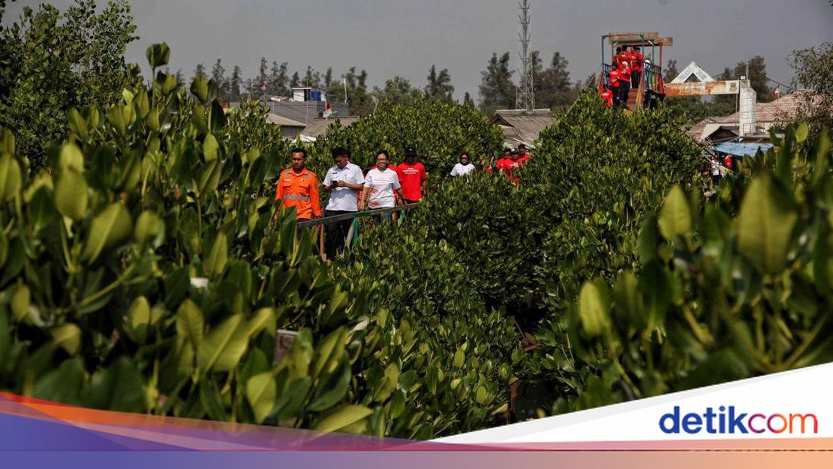 Seribu Mangrove, Hijaukan Hutan Bakau Muara Tawar Segarajaya