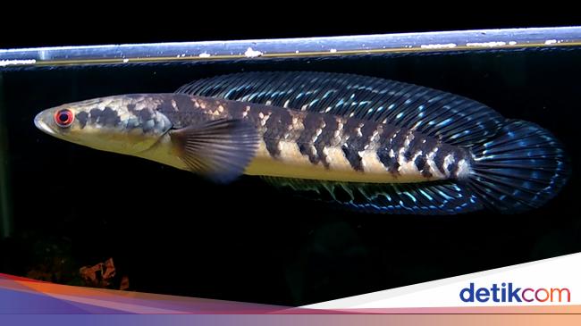 Predator Cantik 'Channa' yang Banyak Ditemukan di Kalimantan