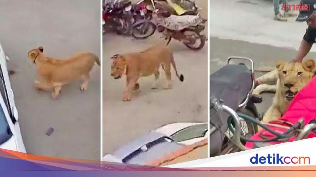 Singa Ini Malah Jalan-jalan di Tengah Kemacetan
