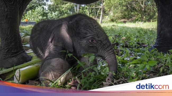 5 Potret Menggemaskan Anak Gajah yang Lahir di Taman Nasional Tesso Nilo