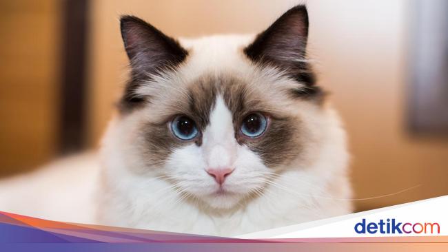 Kucing Ragdoll: Asal Mula, Karakteristik dan Cara Perawatan
