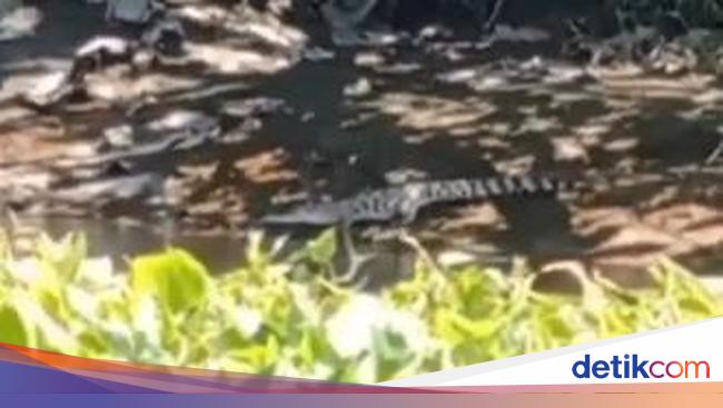Bikin Merinding! Penampakan Buaya di Sungai Jembatan Nginden Surabaya