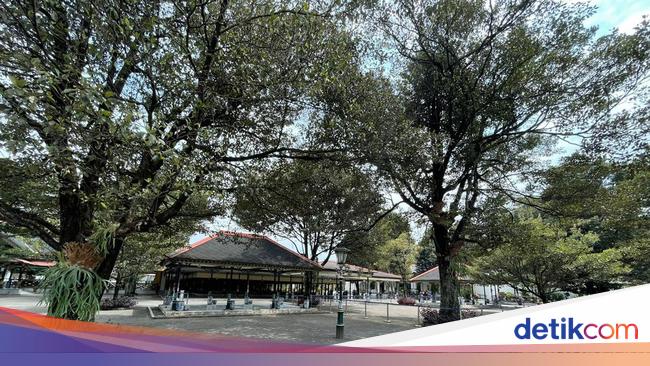 Ternyata Ini Alasan Banyak Pohon Sawo Kecik Di Keraton Jogja