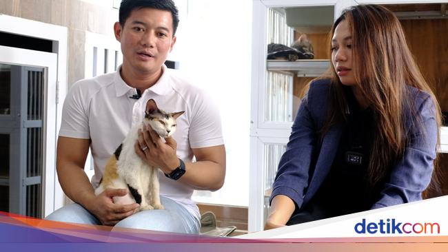 Cuan! Bisnis Kucing Ukraina Diburu Cat Lovers, Harga Tembus Rp 150 Juta ...
