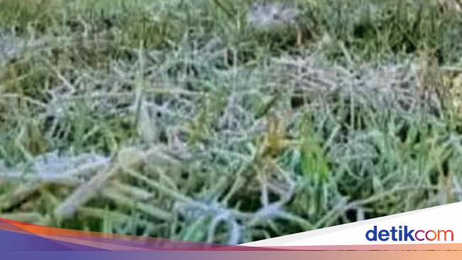 Brrrr! Fenomena Embun Salju Selimuti Kawasan Ijen Bondowoso