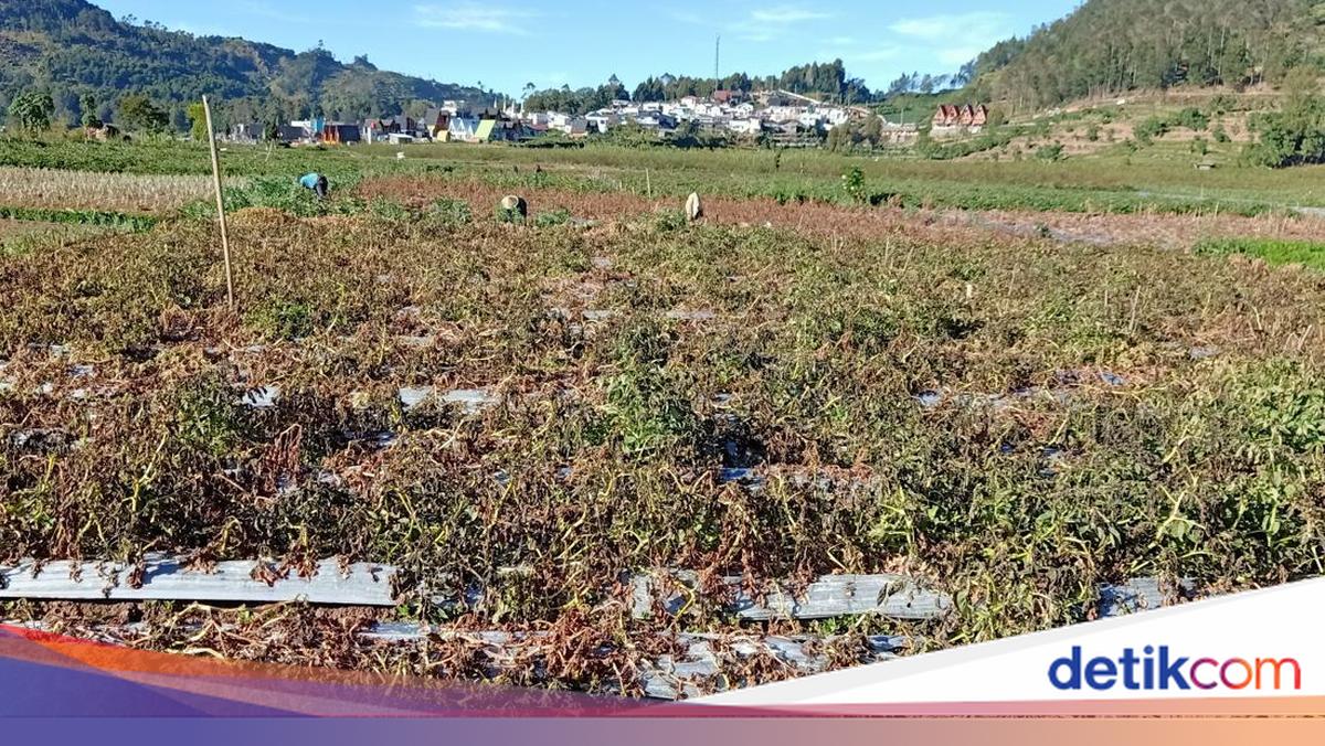 Embun Es Dieng Ternyata Bikin Tanah Subur, Begini Penjelasannya