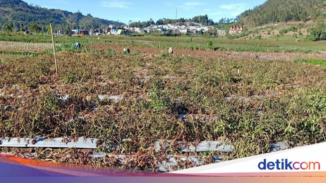 Embun Es Dieng Ternyata Bikin Tanah Subur, Begini Penjelasannya