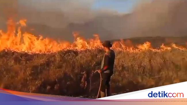Flare Prewedding Diduga Jadi Biang Kerok Kebakaran Gunung Bromo Flare Prewedding Diduga Jadi Biang Kerok Kebakaran Gunung Bromo
