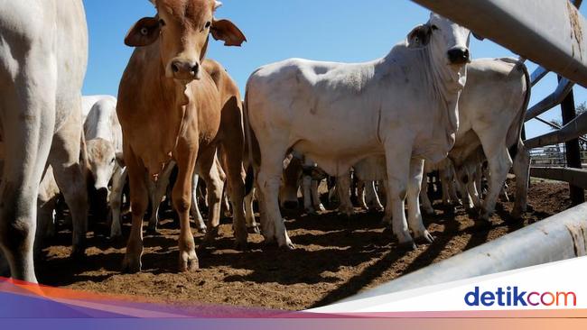 46 Perusahaan Mau Impor Sapi 1,3 Juta Ekor buat Program Makan Bergizi ...