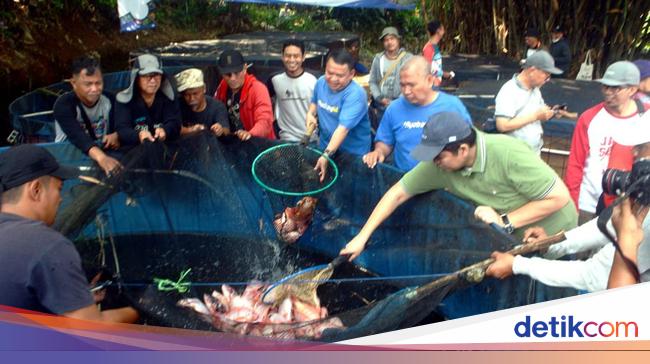 Jurnalis Mancing Indonesia Gelar Panen Raya Budidaya Ikan Nila