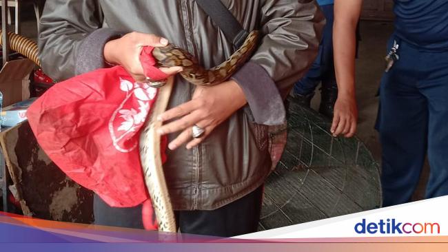 Warga Matraman Lapor Damkar Rumah Kosong Jadi Sarang Ular, 11 Sanca ...