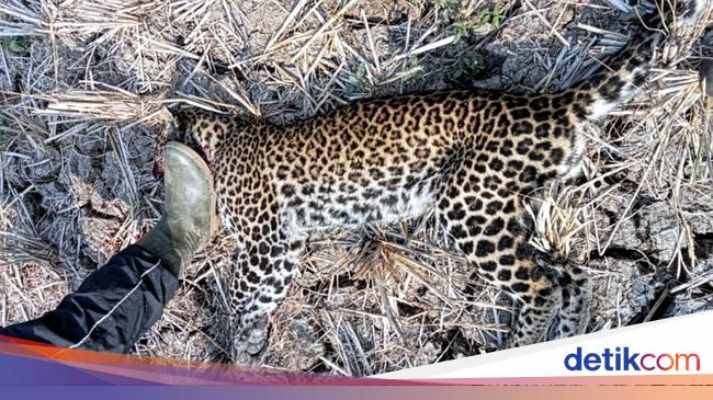Nasib Malang Macan Tutul di Kampung Mak Erot Sukabumi Nasib Malang Macan Tutul di Kampung Mak Erot Sukabumi