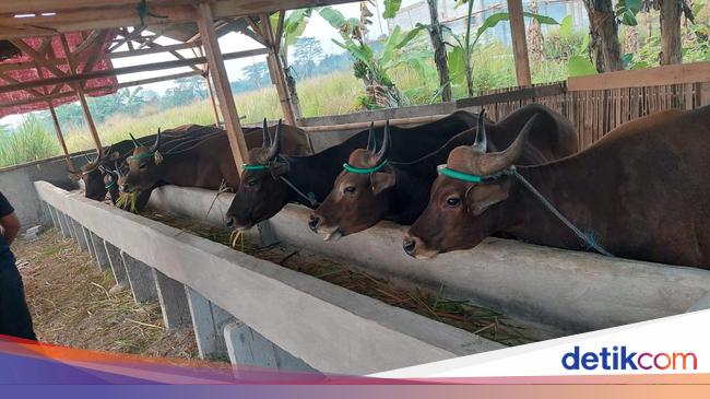 Sekap 2 Penjaga Kandang di Bogor, Tiga Pria Curi 13 Sapi hingga Emas