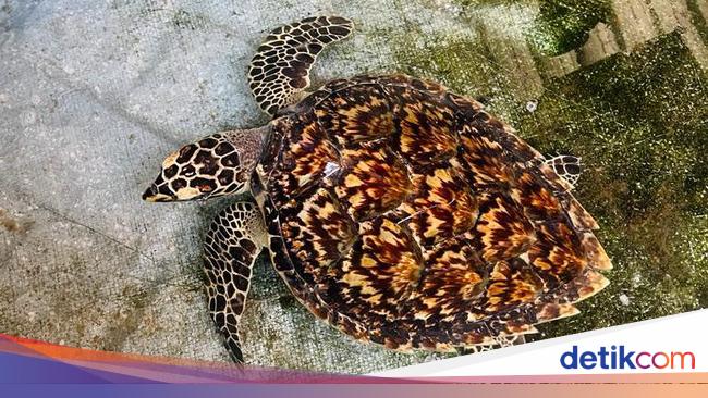 Tersasarnya Penyu Sisik Langka ke Surabaya hingga Ditemukan di Gunung Anyar