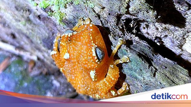 Eksotisnya Katak Pohon Mutiara Langka di Gunung Sanggabuana